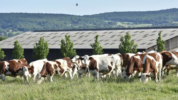 Massif central : « La valorisation du lait est insuffisante