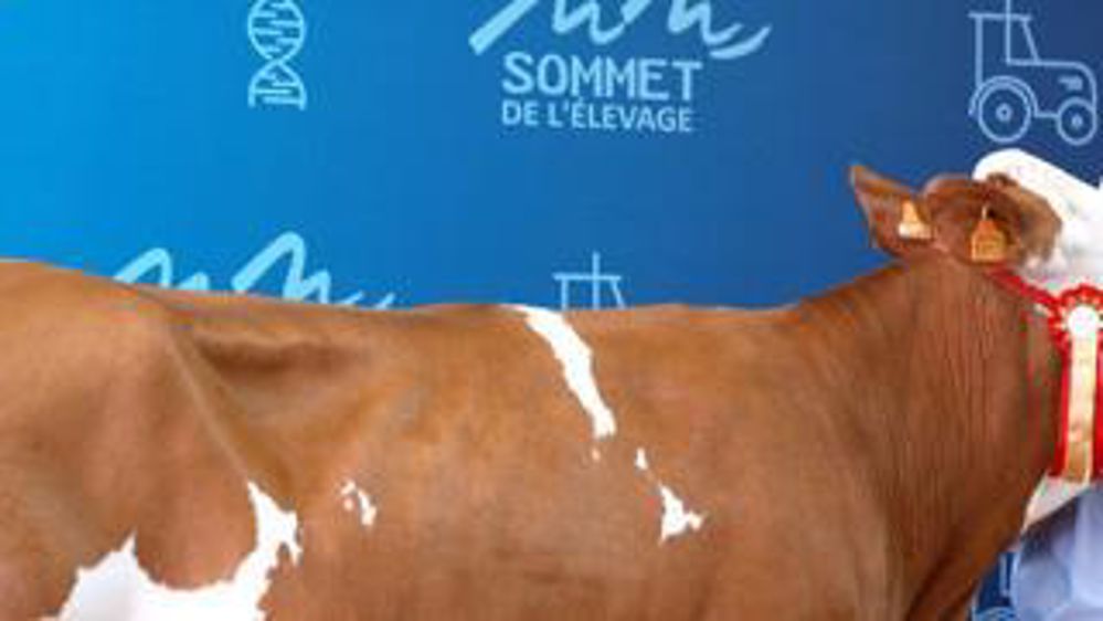 Ninja. Une jeune vache puissante et solide