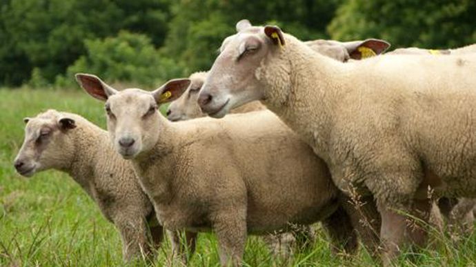 Ter'elevage relance la production ovine