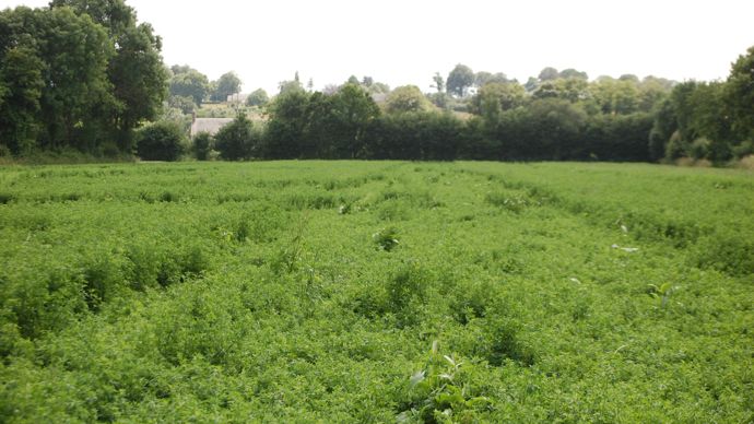 Luzerne : privilégier rapidité d’implantation et couverture du sol