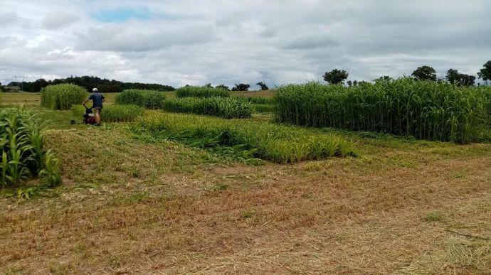 Une gamme de fourrages d’été face aux aléas climatiques