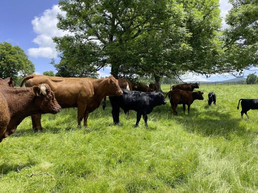 « Nous finissons les bovins croisés à l’herbe