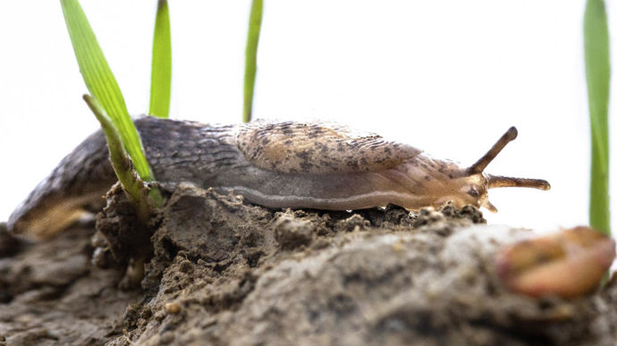 « Attention aux limaces sur les semis de céréales