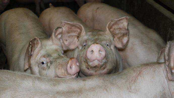 Une ration individualisée et connectée pour les porcs charcutiers