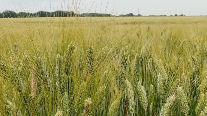 Paroles de lecteurs : pour produire du blé dur, "il faut mettre le prix"