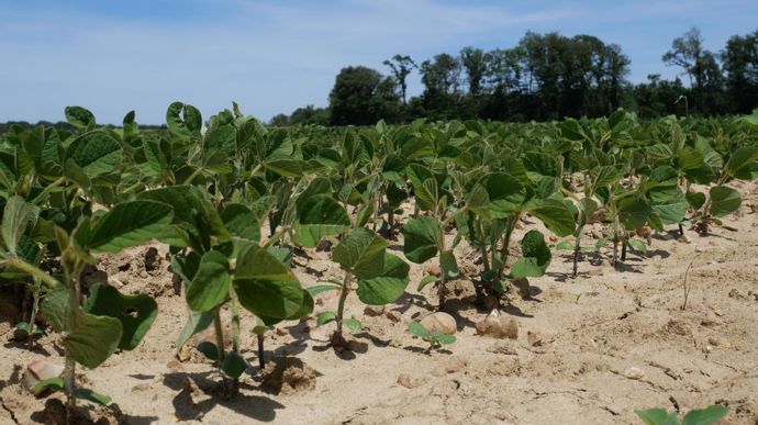 Introduire le soja dans une rotation de grandes cultures