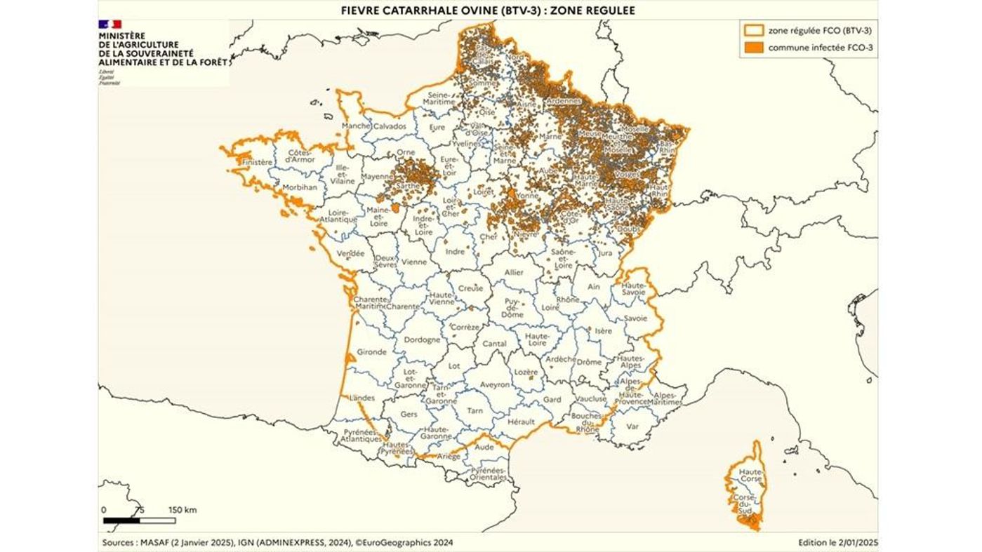 Impact de la FCO-3 et 8 et de la MHE sur les bovins en 2024