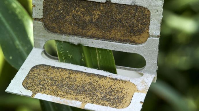 Le biocontrôle progresse en surface