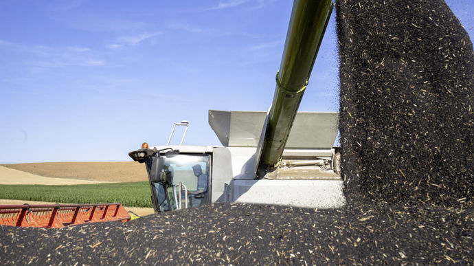 La qualité du colza a été « très bonne » en 2024