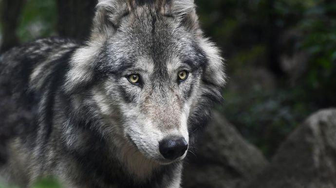 La chasse au loup à nouveau autorisée dans le nord de l’Espagne