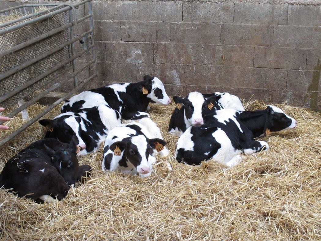 Comment élever les veaux en groupe et pourquoi privilégier un élevage ...