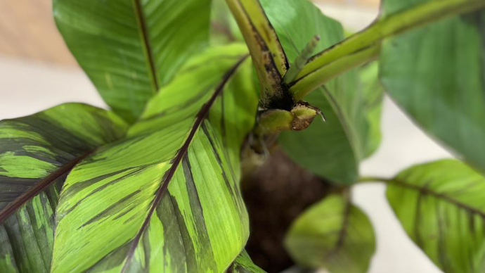 Musa sikkimensis ‘Ever’ Red