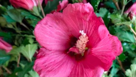 Hibiscus syriacus ‘Flower Tower’ Ruby