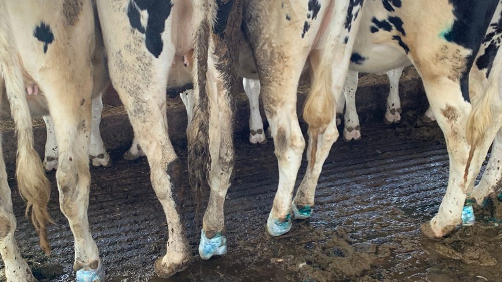 Comment bien appliquer un pansement sur le pied d'une vache