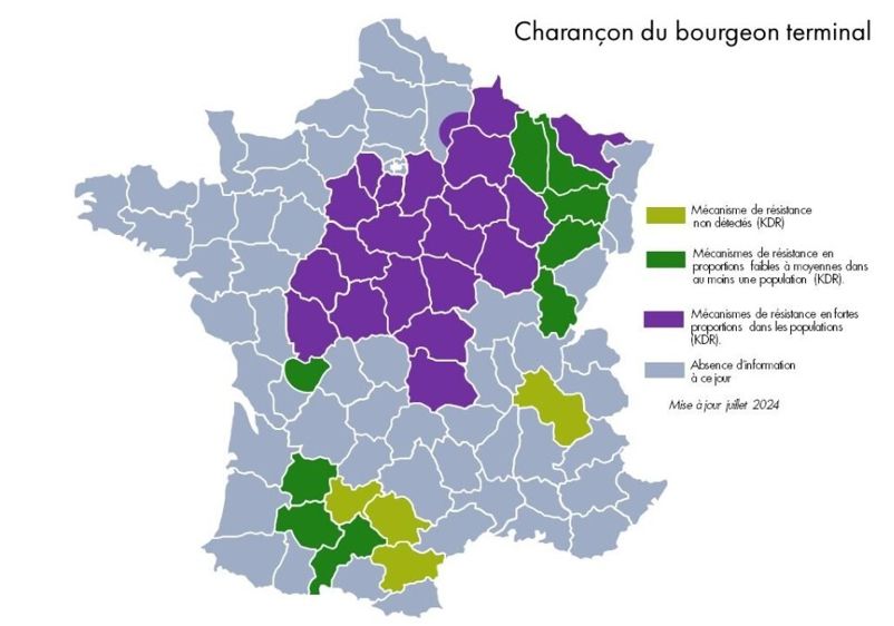 Bien évaluer le risque « charançon du bourgeon terminal » sur colza