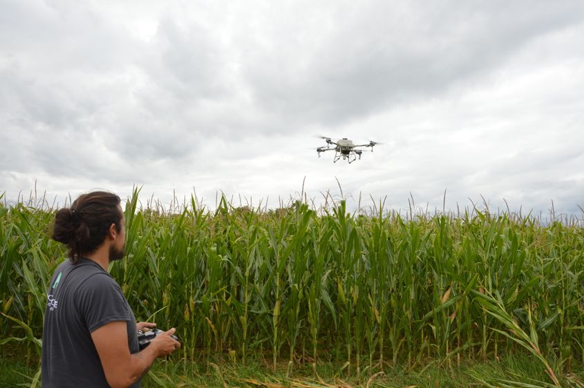 « Nous testons le semis de couverts avant la moisson avec un drone