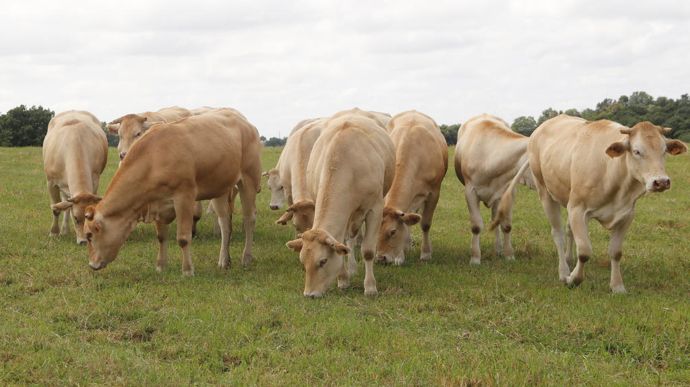 Les cotations des bovins ont flambé en 2025